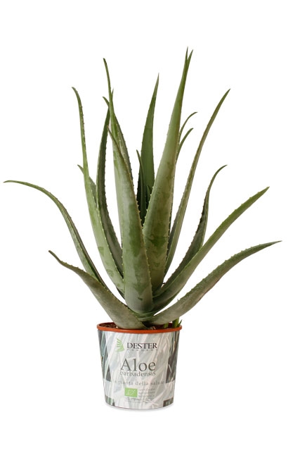 Pianta Aloe Vera Biologica di 5 anni | Prezzi e Benefici